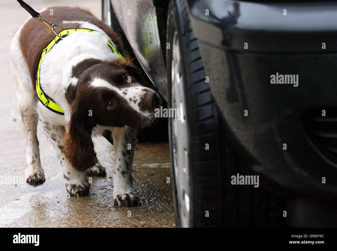 Sniffer dog retires Stock Photo - Alamy