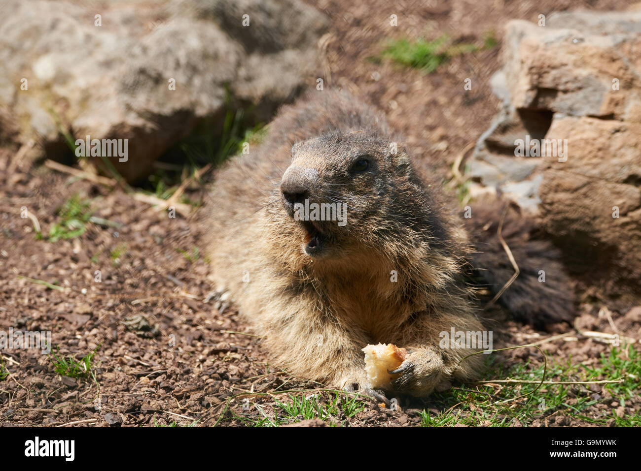 Marmot eat eating Stock Photo - Alamy