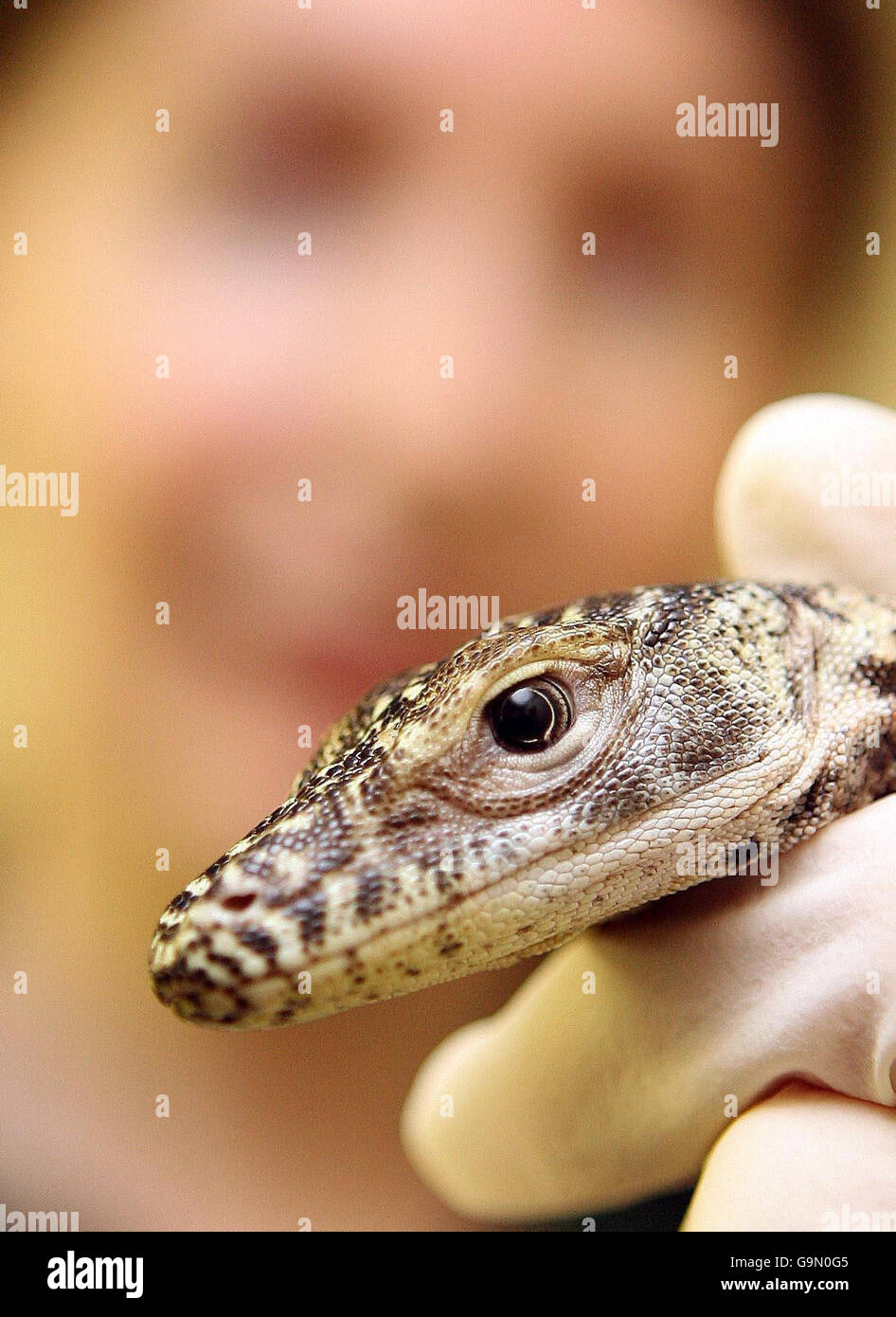 One five male baby komodo dragons born chester zoo hi-res stock ...