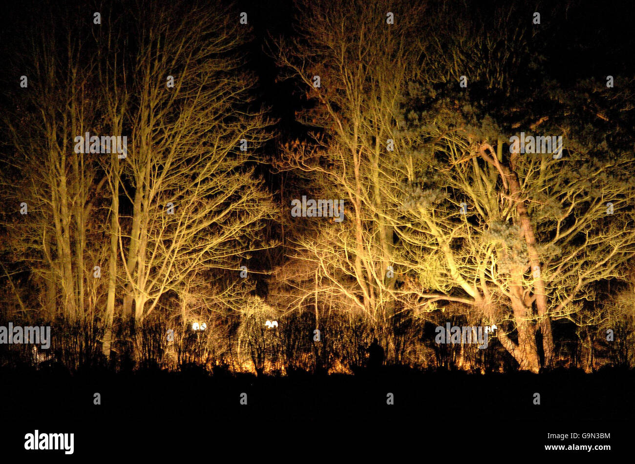 Trees are flood-lit as police attend the scene following the discovery ...