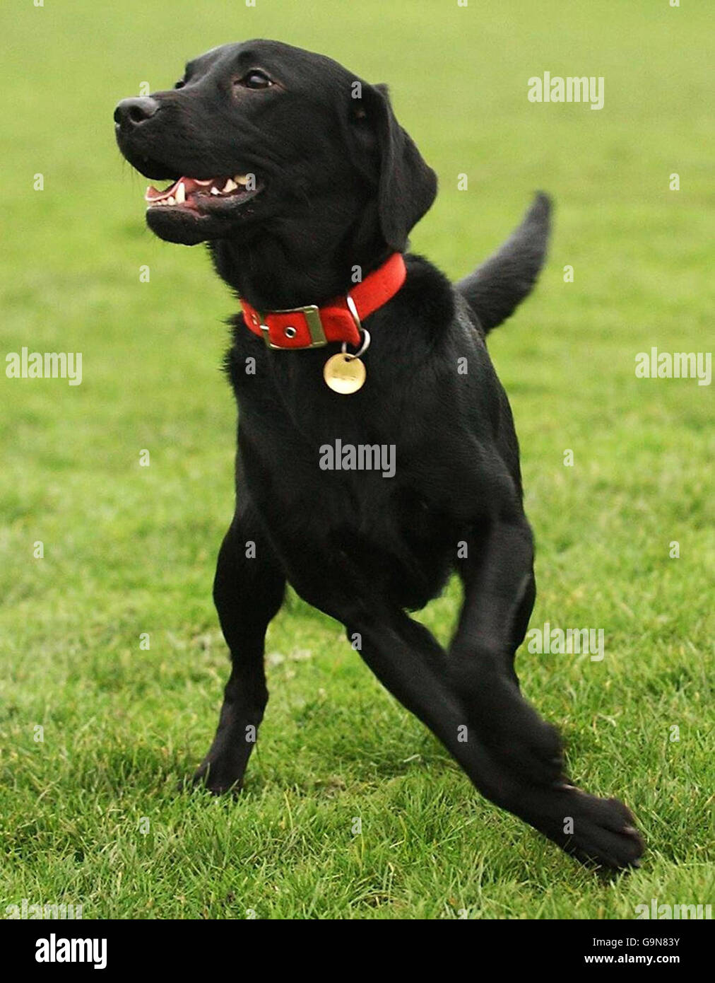 Edinburgh dog and cat home hi-res stock photography and images - Alamy