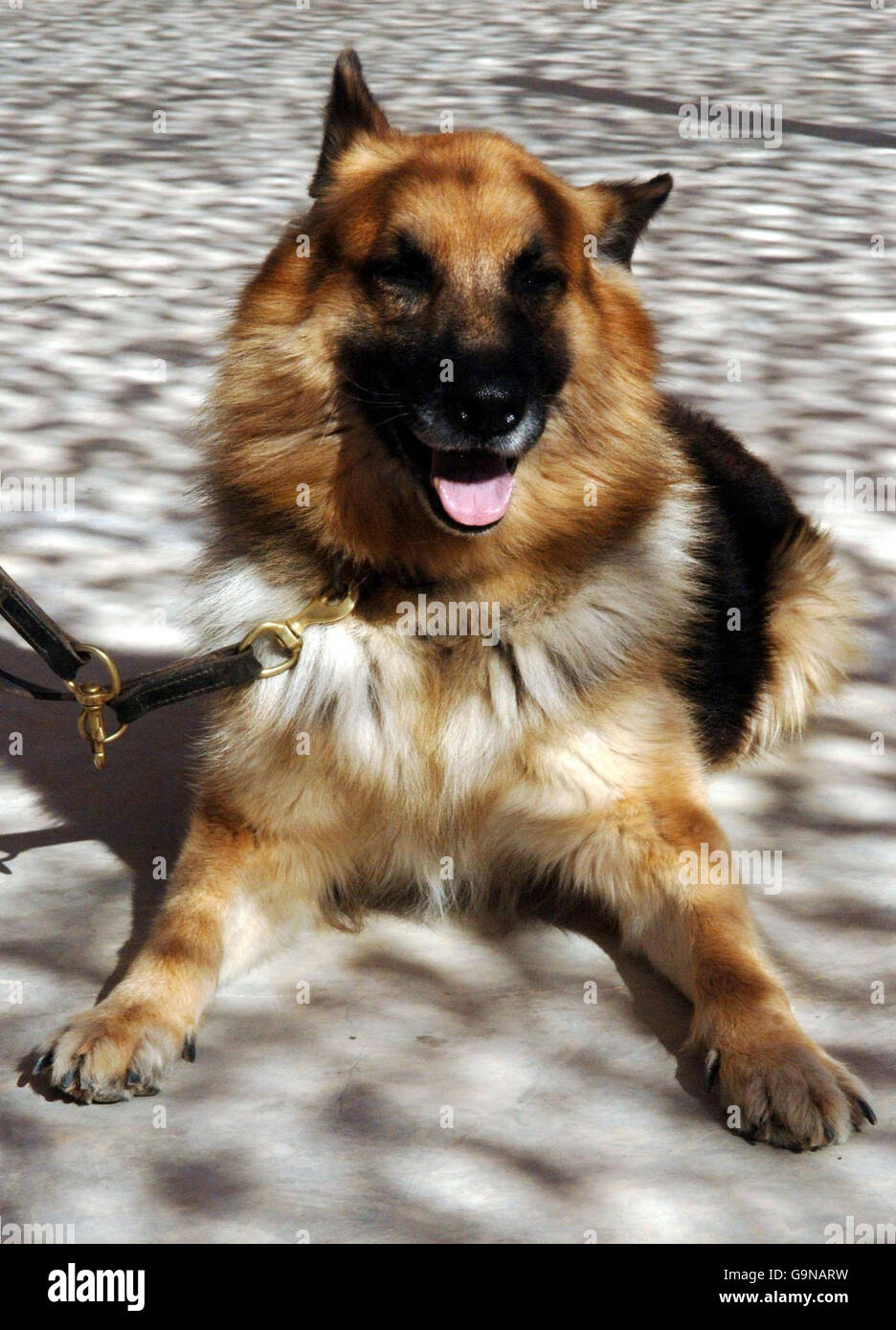 DEFENCE Afghanistan Dogs Stock Photo - Alamy