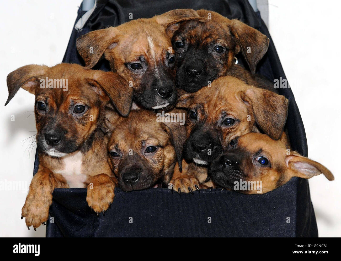 The six bull terrier-cross puppies, which were abandoned last night in ...