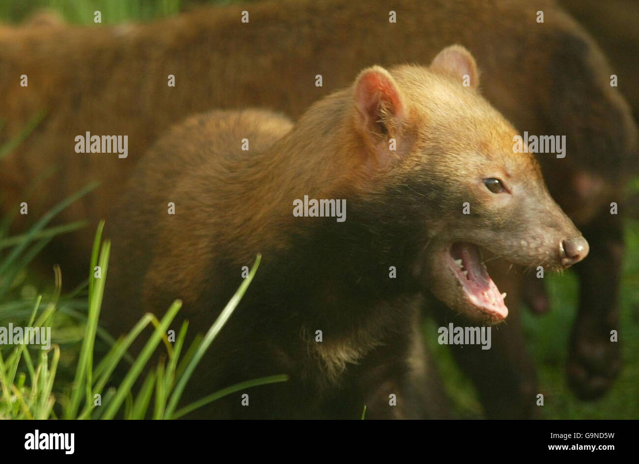 Bush dog puppy Pico, who was born in September 2006, takes a rare look ...