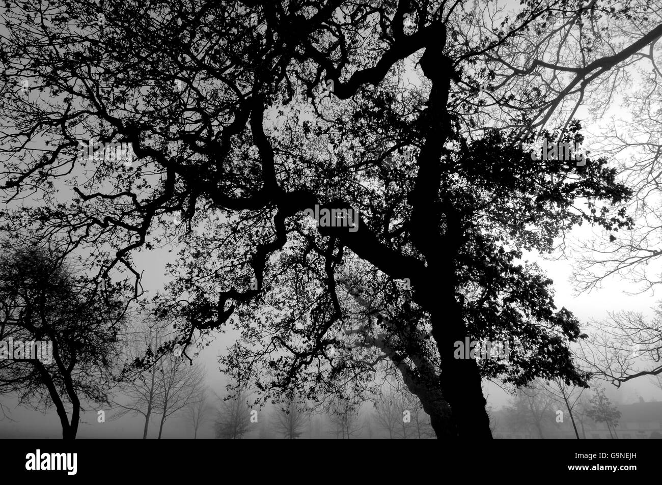 Bramcote Park - Nottingham. A misty Bramcote Park in Nottingham Stock ...