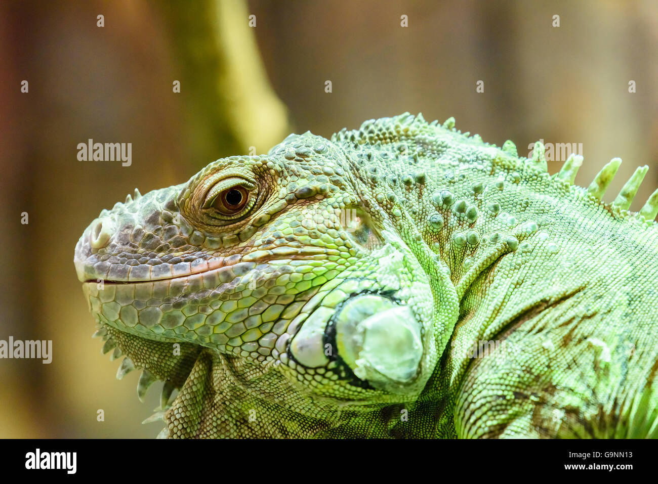 Iguana reptile hi-res stock photography and images - Alamy
