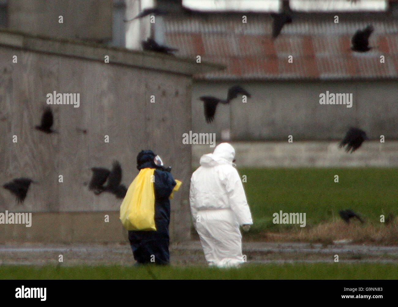 Avian bird flu at turkey farm Stock Photo - Alamy