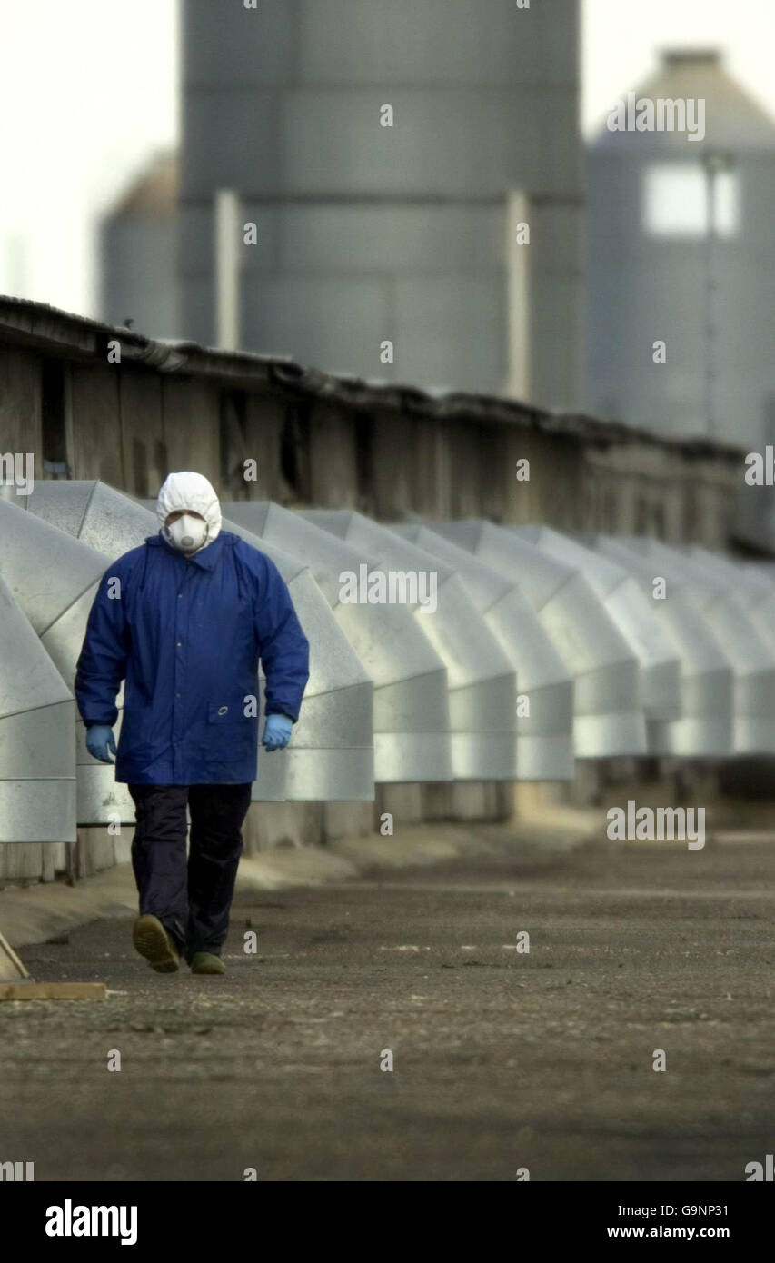 Avian bird flu at turkey farm Stock Photo - Alamy