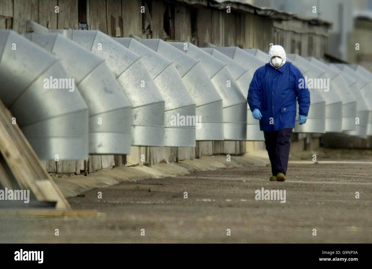 Avian bird flu at turkey farm Stock Photo - Alamy