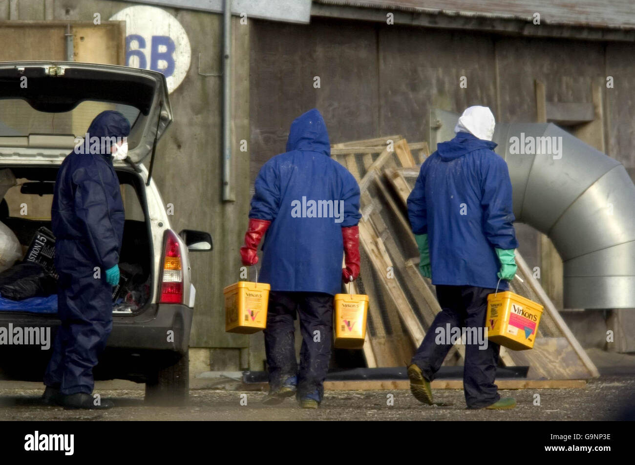 Avian bird flu at turkey farm Stock Photo - Alamy
