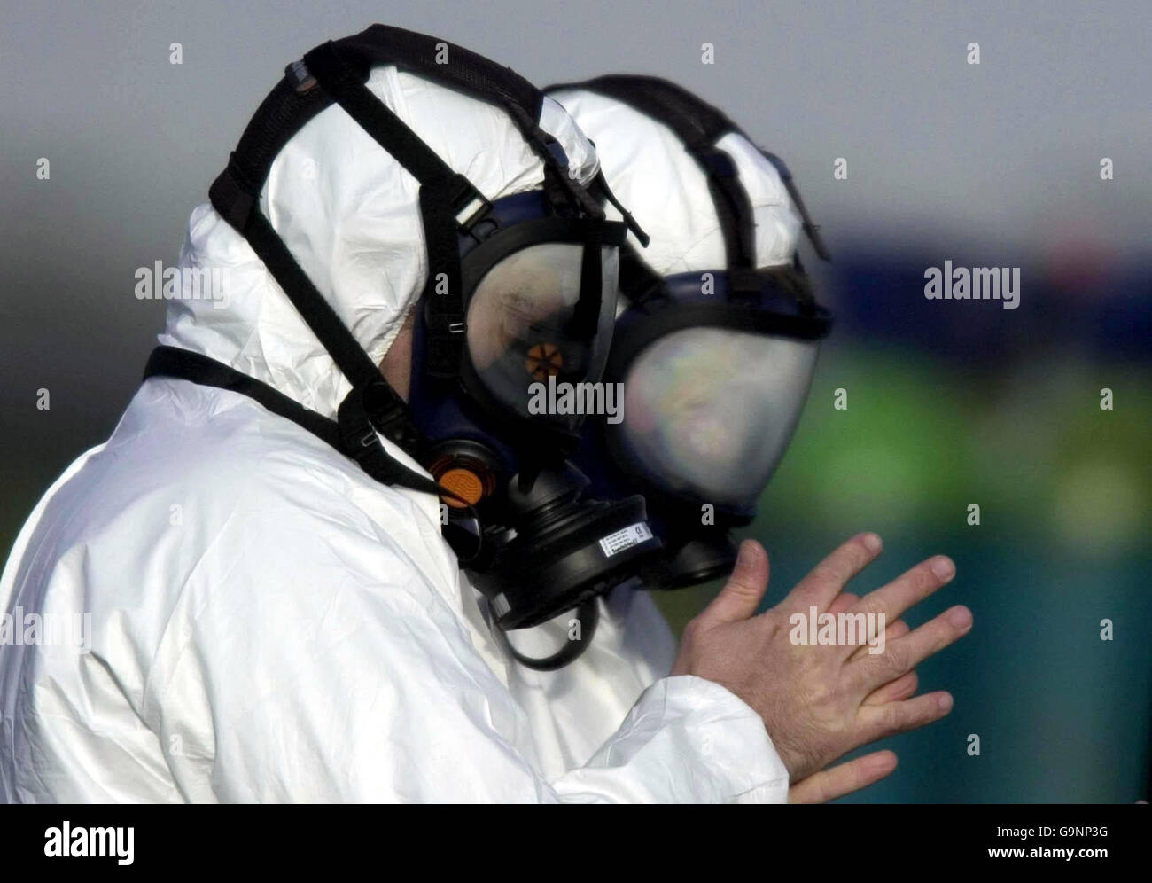 Avian bird flu at turkey farm Stock Photo - Alamy