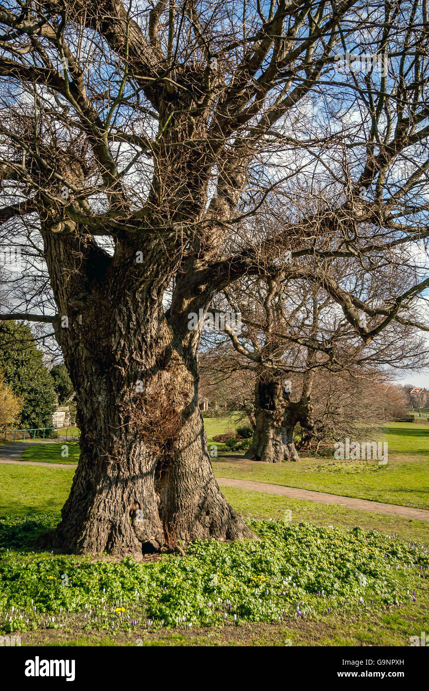 The Preston Twins, the largest and oldest surviving English Elms in all ...