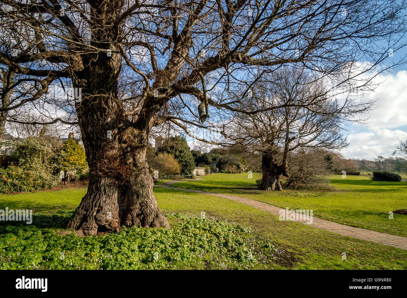 The Preston Twins, the largest and oldest surviving English Elms in all ...