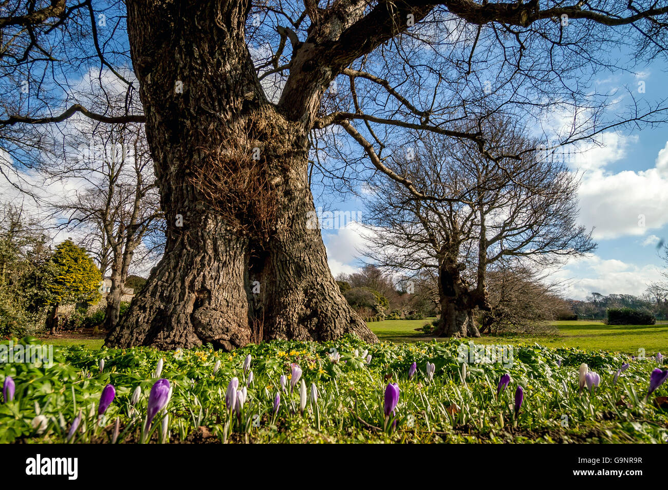 The Preston Twins, the largest and oldest surviving English Elms in all ...