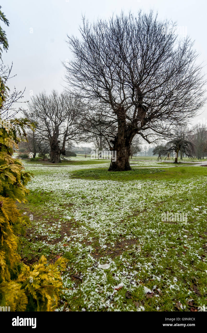 The Preston Twins, the largest and oldest surviving English Elms in all ...