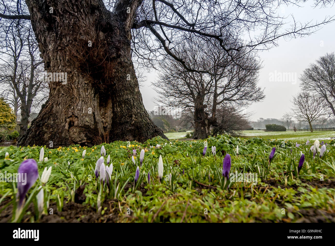 The Preston Twins, the largest and oldest surviving English Elms in all ...