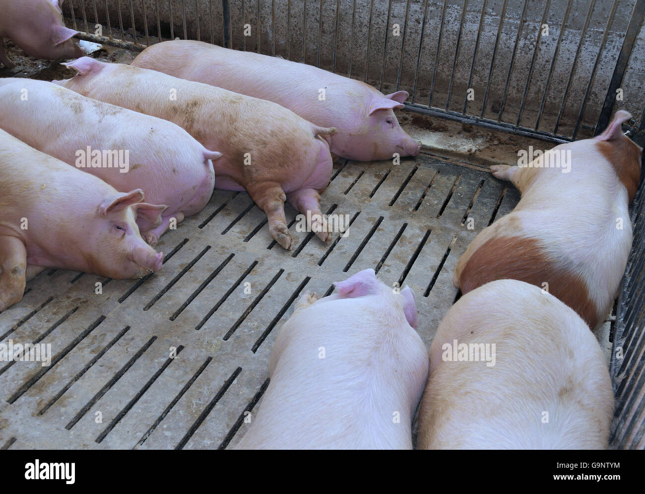 Fat farm animal hi-res stock photography and images - Alamy