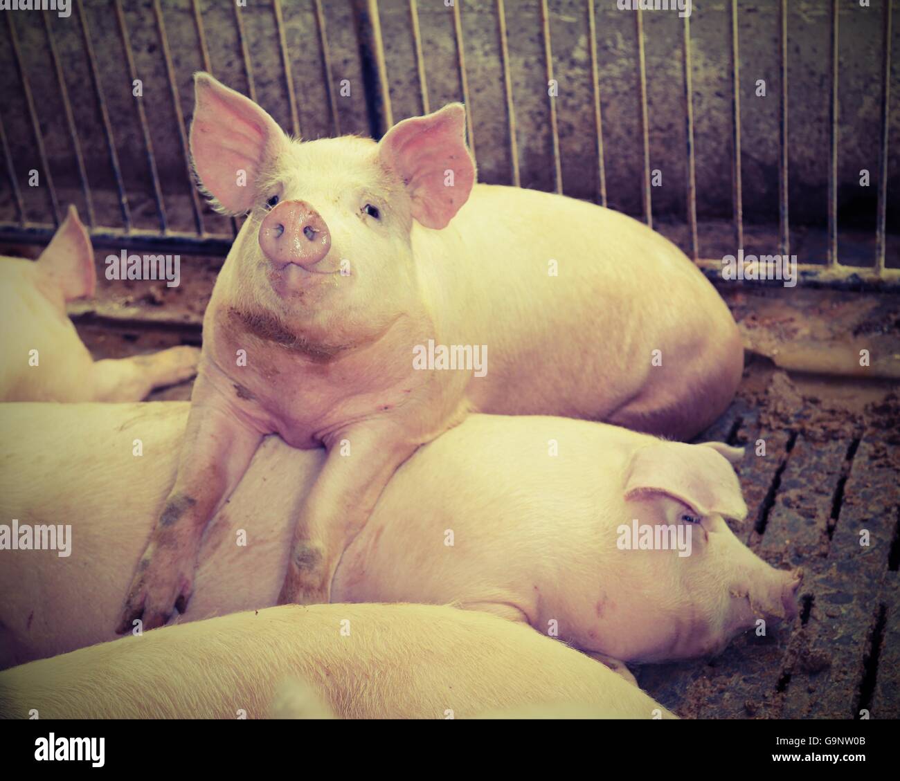 Big fat pigs in sty hi-res stock photography and images - Alamy