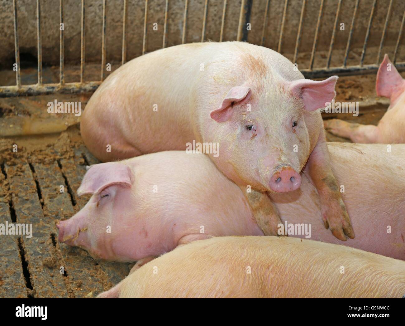 Big pig hi-res stock photography and images - Alamy
