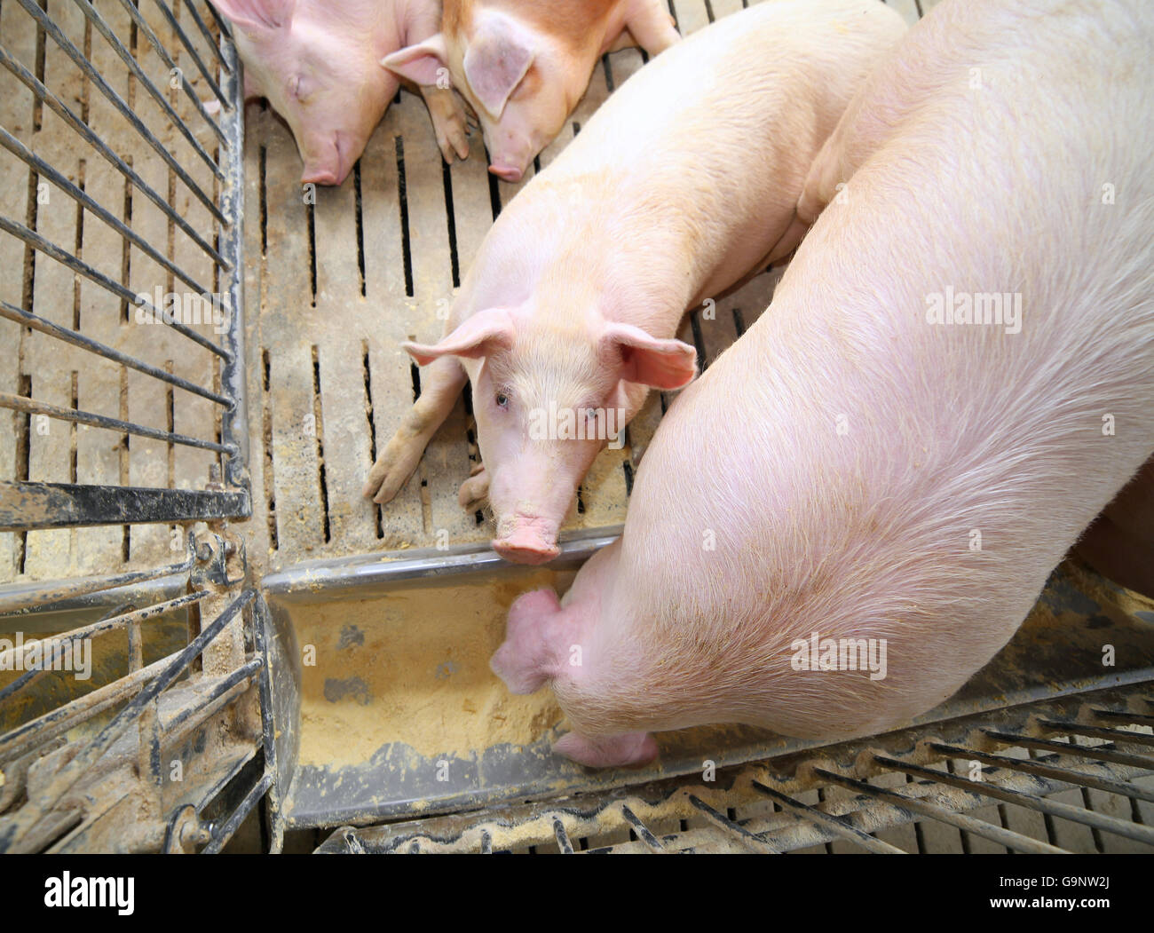 Breeding sows pigs hog farm hi-res stock photography and images - Alamy