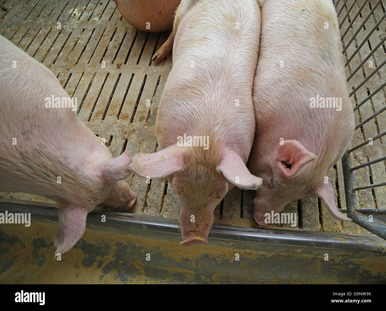fat pigs and big sows eat in livestock of the pig farming Stock Photo ...