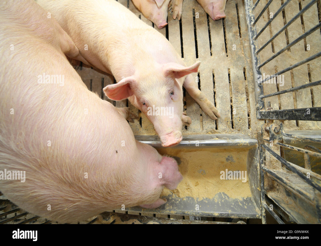 Pig farming hi-res stock photography and images - Alamy