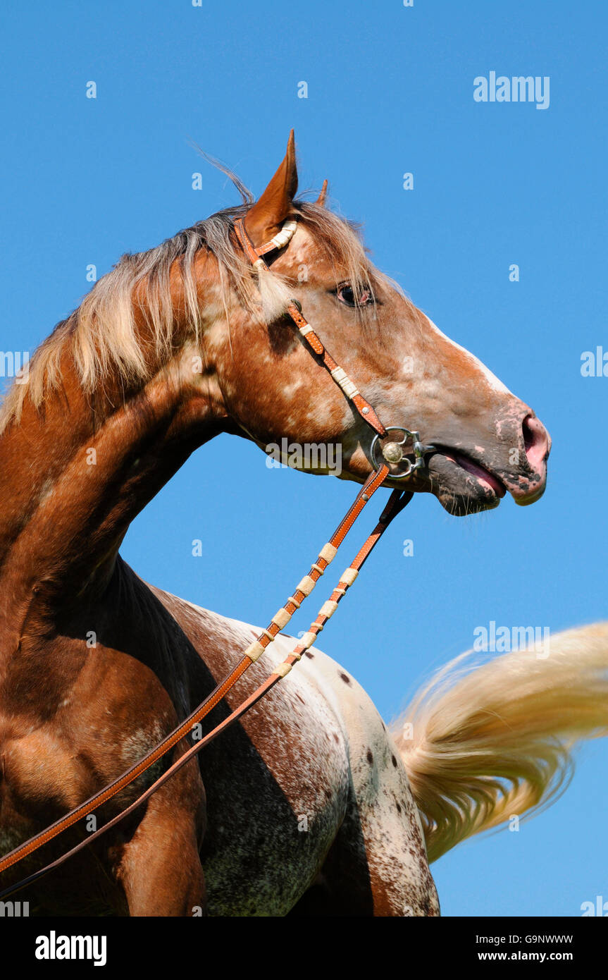 Appaloosa, stallion / chestnut, blanket, spots, headgear Stock Photo ...