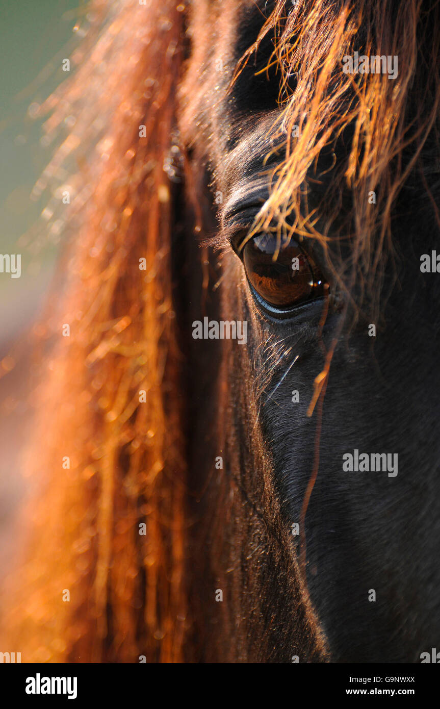 American Quarter Horse, eye Stock Photo - Alamy