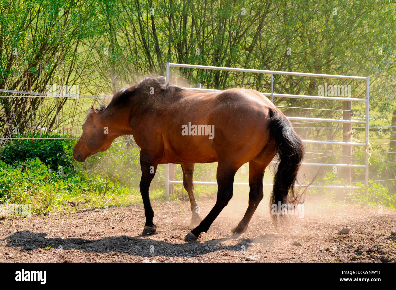 American Quarter Horse, stallion / dust Stock Photo - Alamy