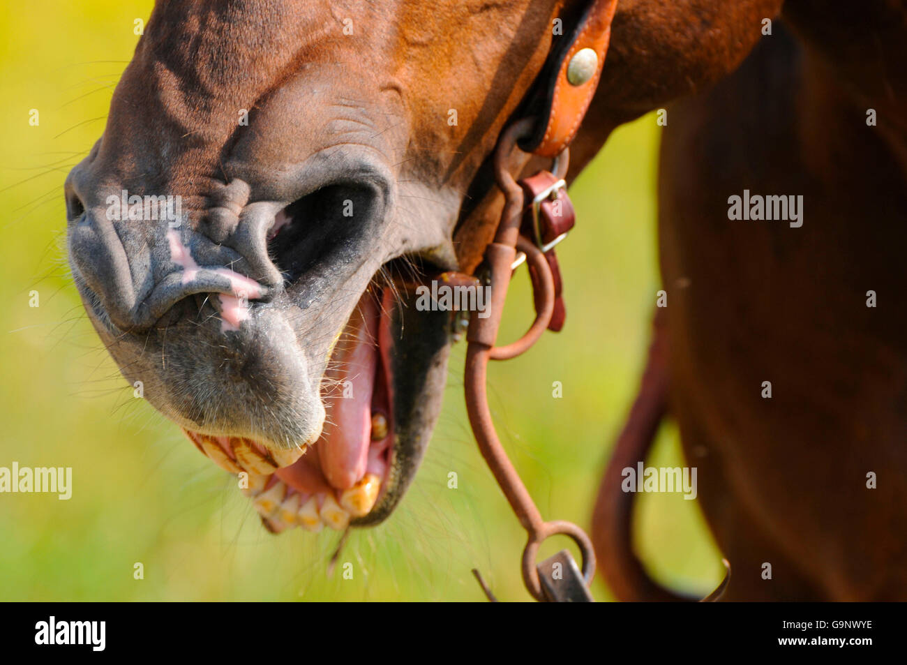Horse teeth hi-res stock photography and images - Alamy
