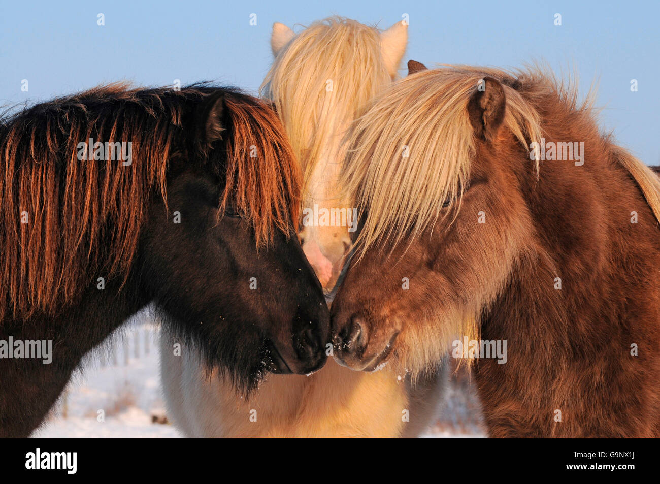 Yearlings hi-res stock photography and images - Alamy