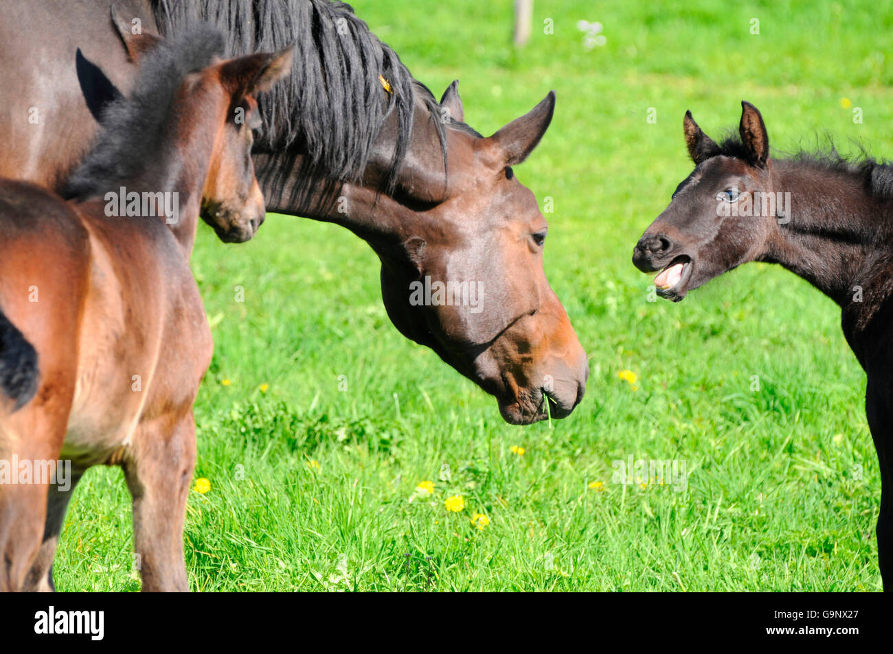 German Warmblood Horses, mare and foals / clacking behaviour Stock ...