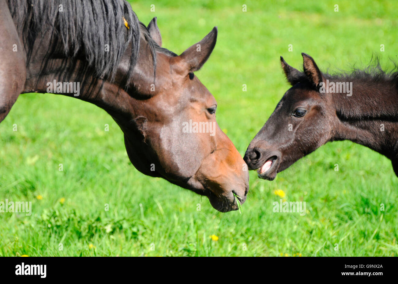 German Warmblood Horses, mare and foal / clacking behaviour Stock Photo ...