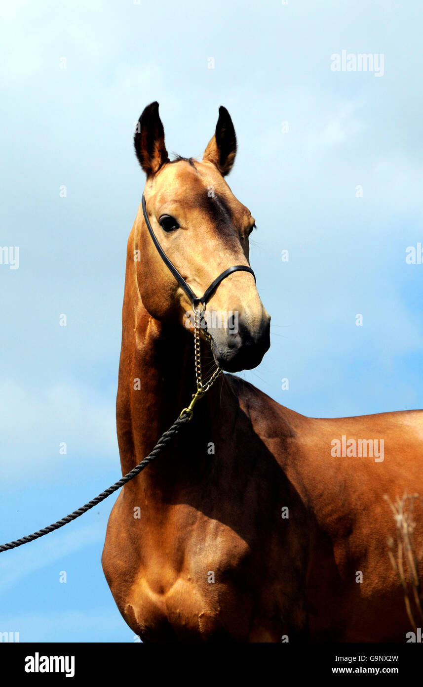 Akhal-Teke, stallion / buckskin, shorn mane Stock Photo - Alamy