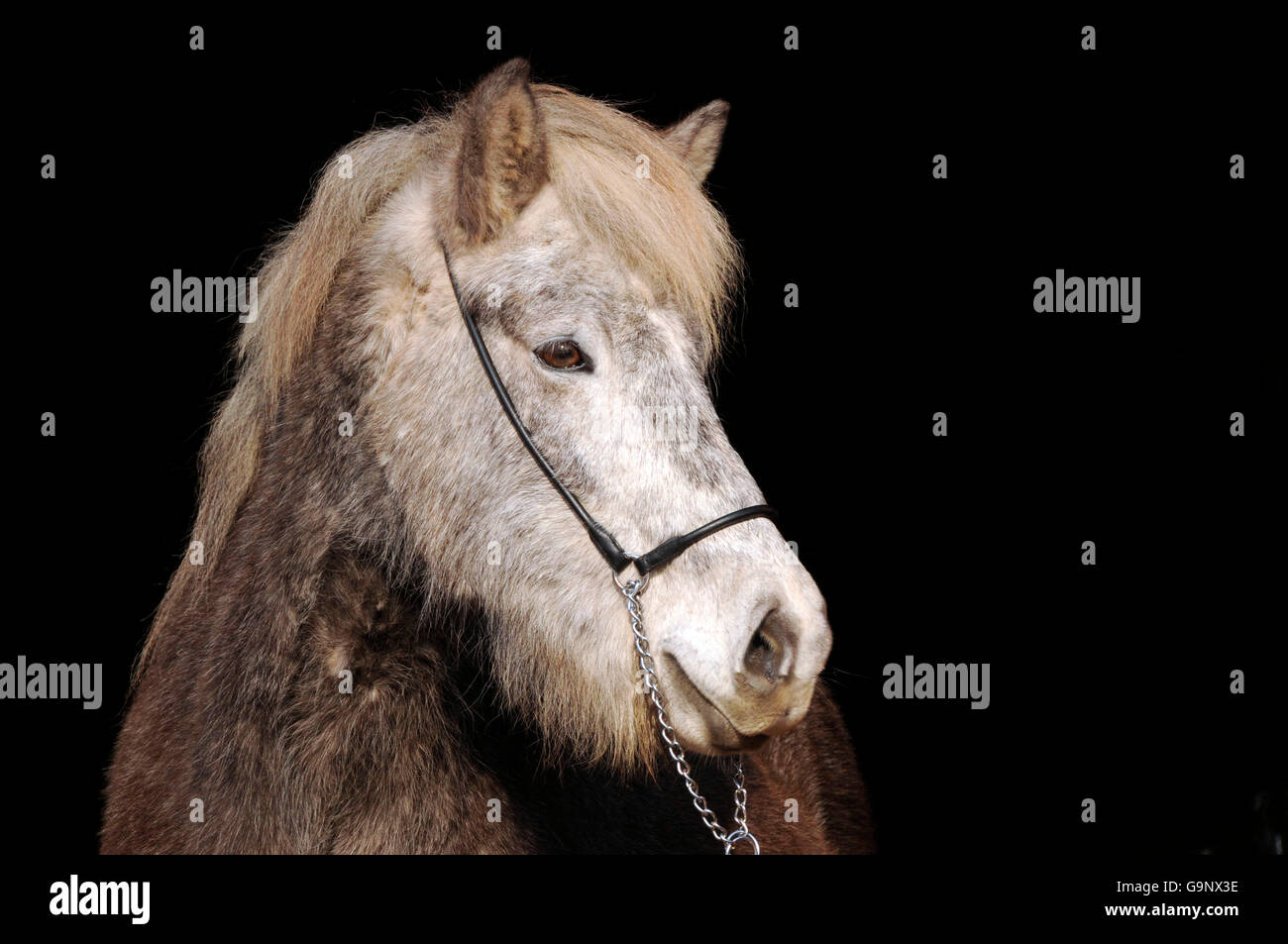 Roan horse hi-res stock photography and images - Alamy
