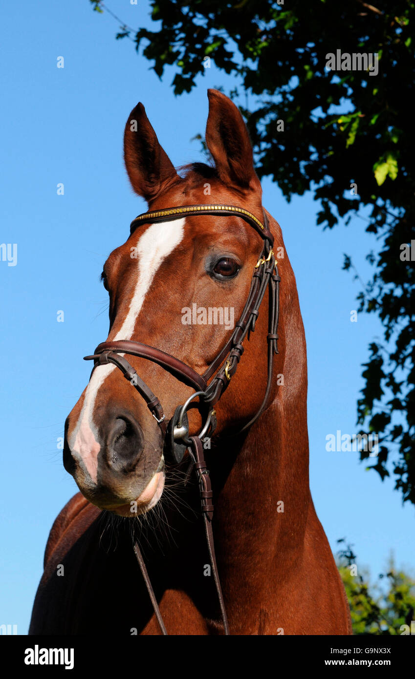 German Warm-Blood horse, gelding / Zweibrucker, Zweibrücker, sorrell ...