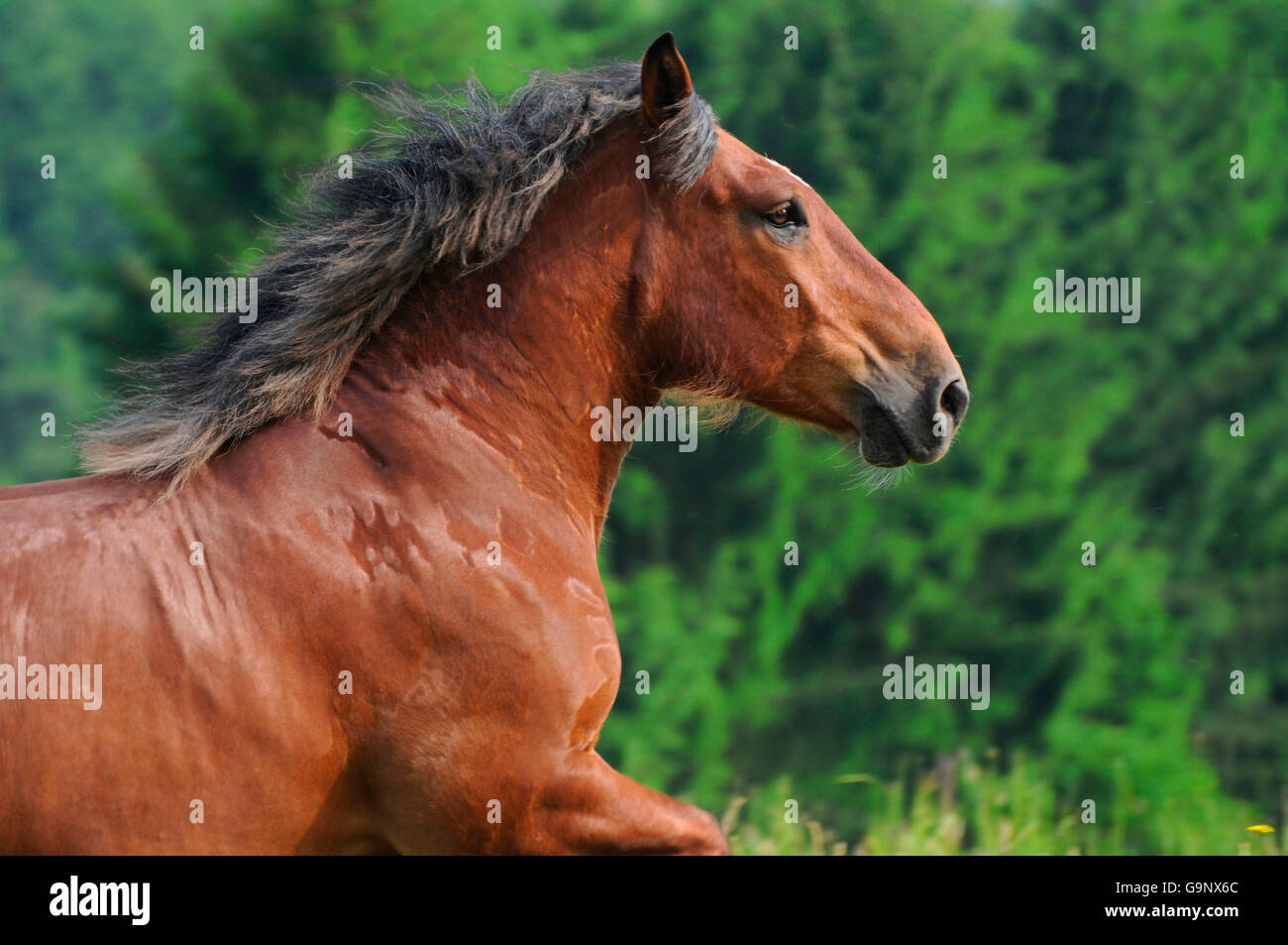 Pfalz-Ardenner Heavy Draught, gelding / Draught Horse, Draft Horse ...