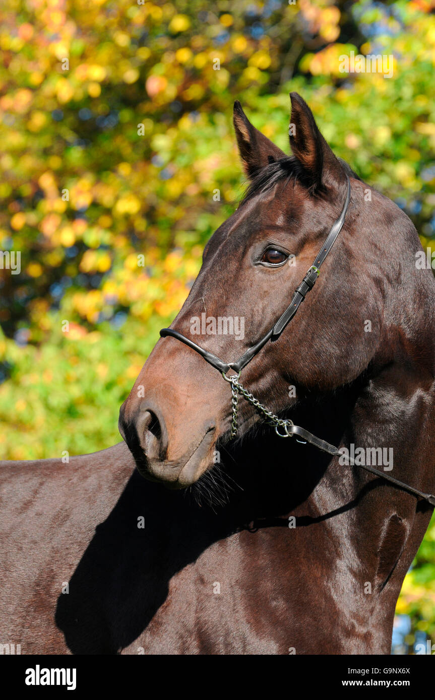 Rheinlander, mare / German Warmblood, Rhinelander Stock Photo - Alamy