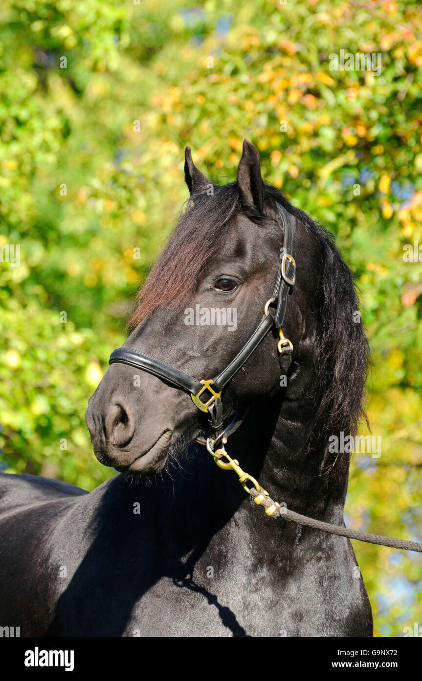 Friesian horse hi-res stock photography and images - Alamy