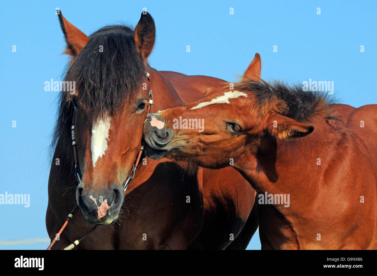 Pfalz ardenner heavy draughts hi-res stock photography and images - Alamy