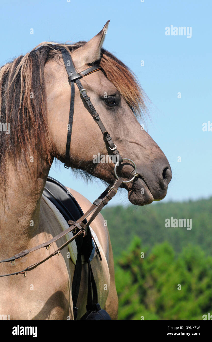 Norwegian friesian mix hi-res stock photography and images - Alamy