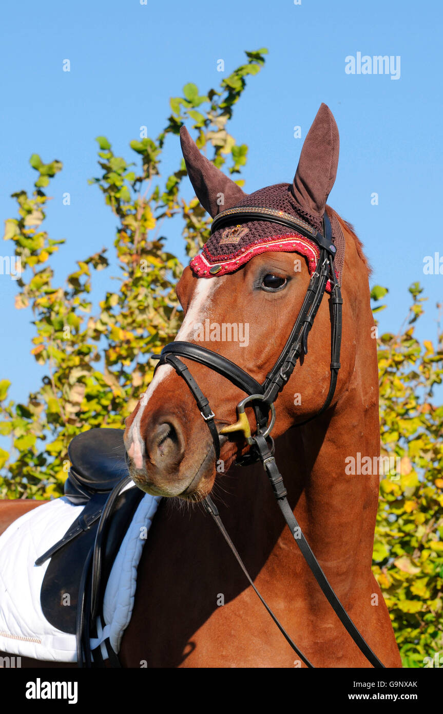 Hanoverian horse hi-res stock photography and images - Alamy