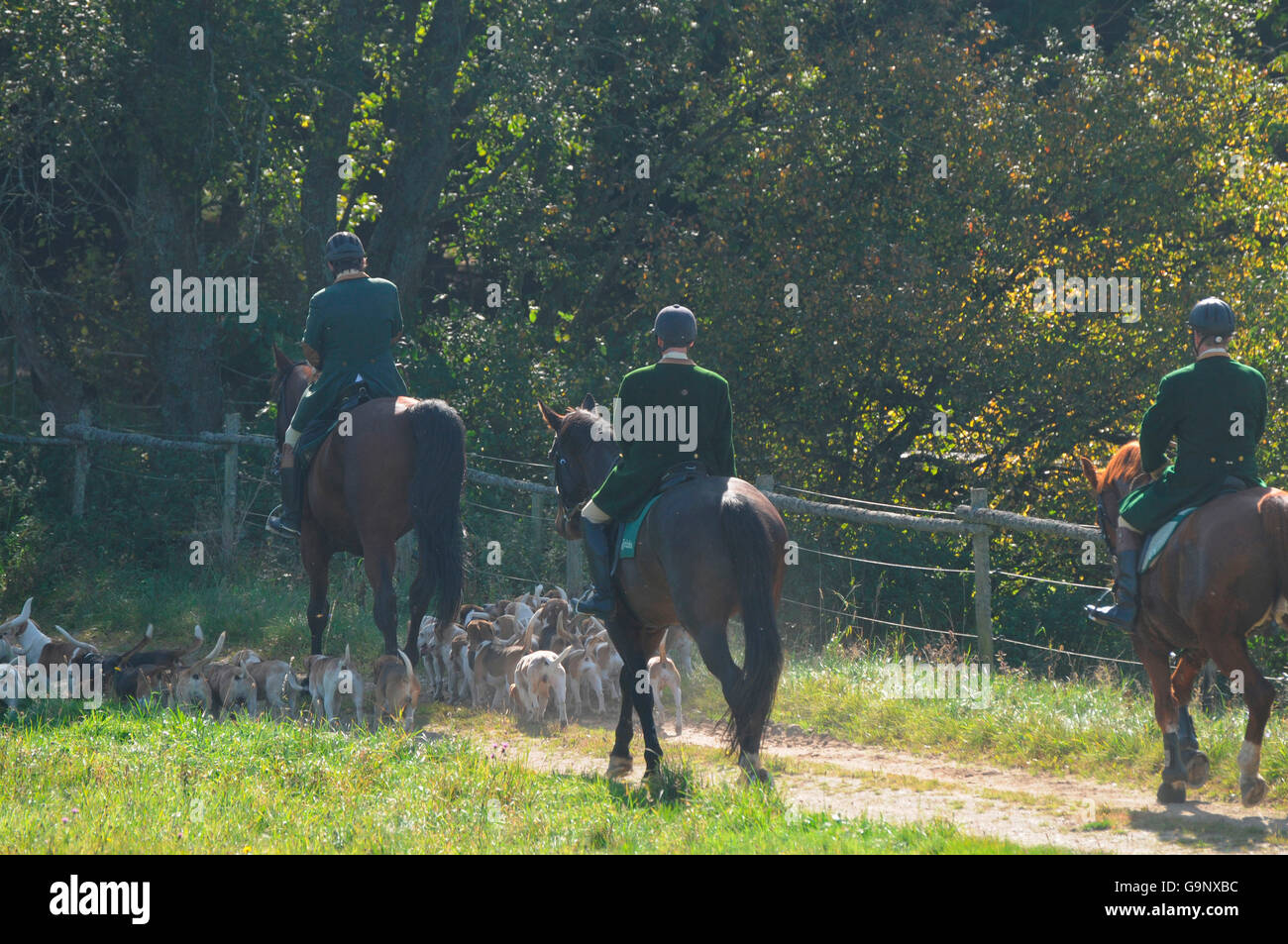 Trail Hunt, Beagle pack and rider / riding to hounds, whipper-in Stock ...