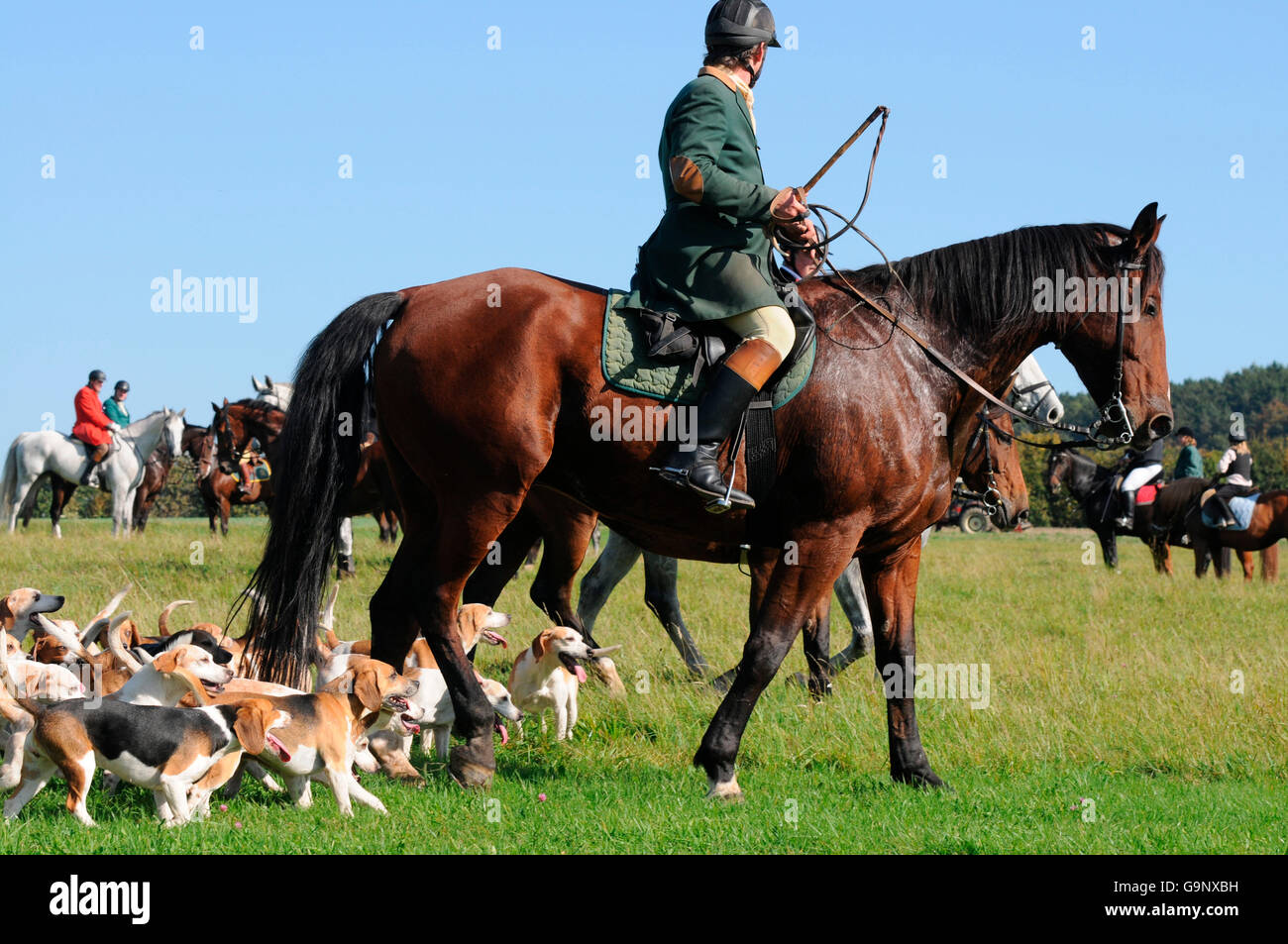 Trail Hunt, Beagle pack and rider / riding to hounds, whipper-in Stock ...