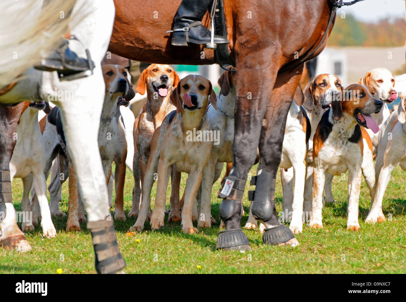 Master of foxhounds hi-res stock photography and images - Alamy
