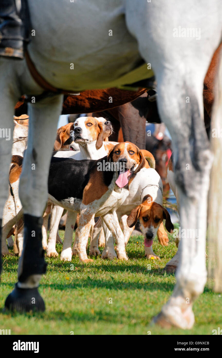 Trail Hunt, Foxhounds and rider / riding to hounds, Master of Foxhounds ...