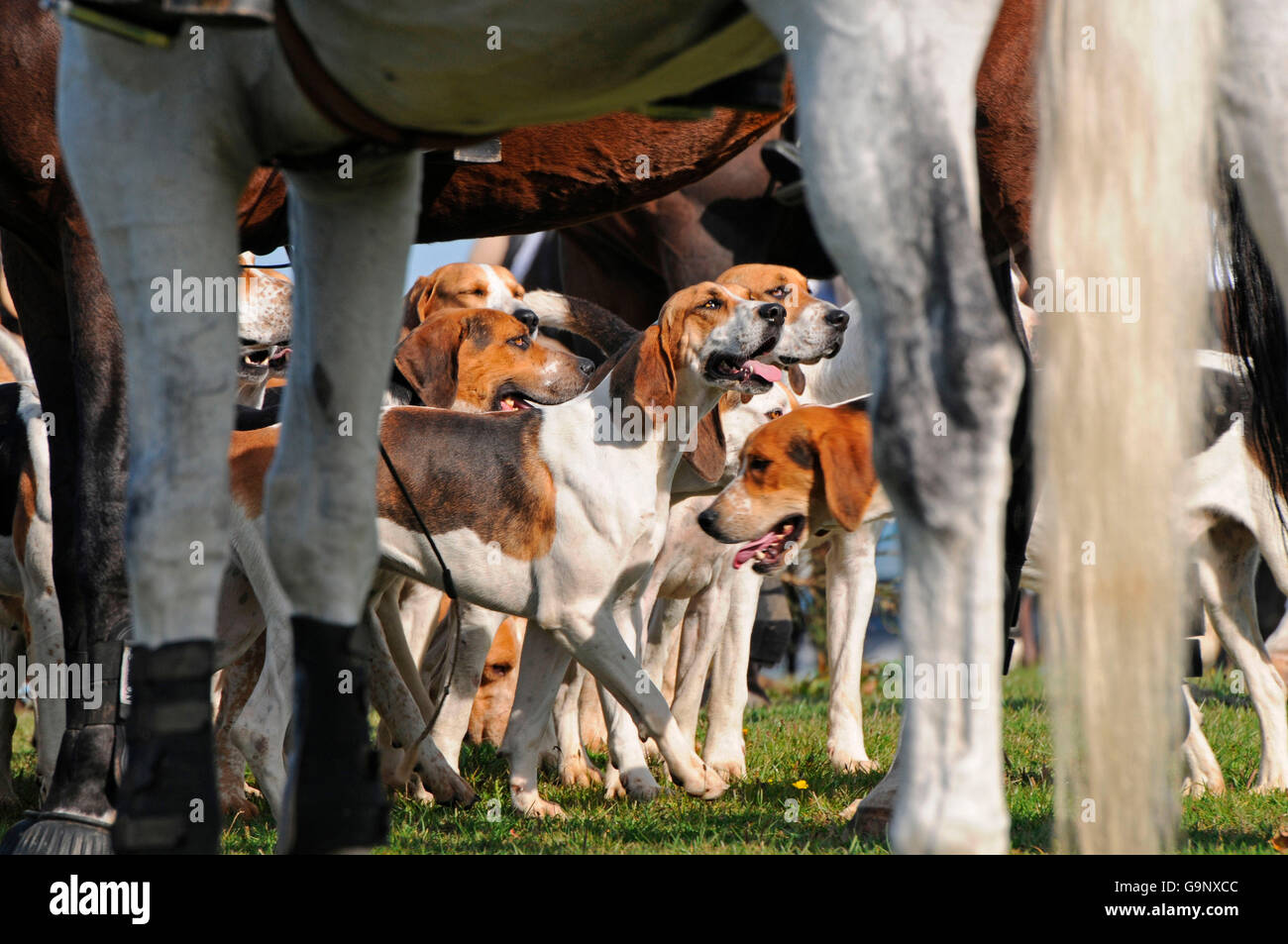 Trail Hunt, Foxhounds and rider / riding to hounds, Master of Foxhounds ...