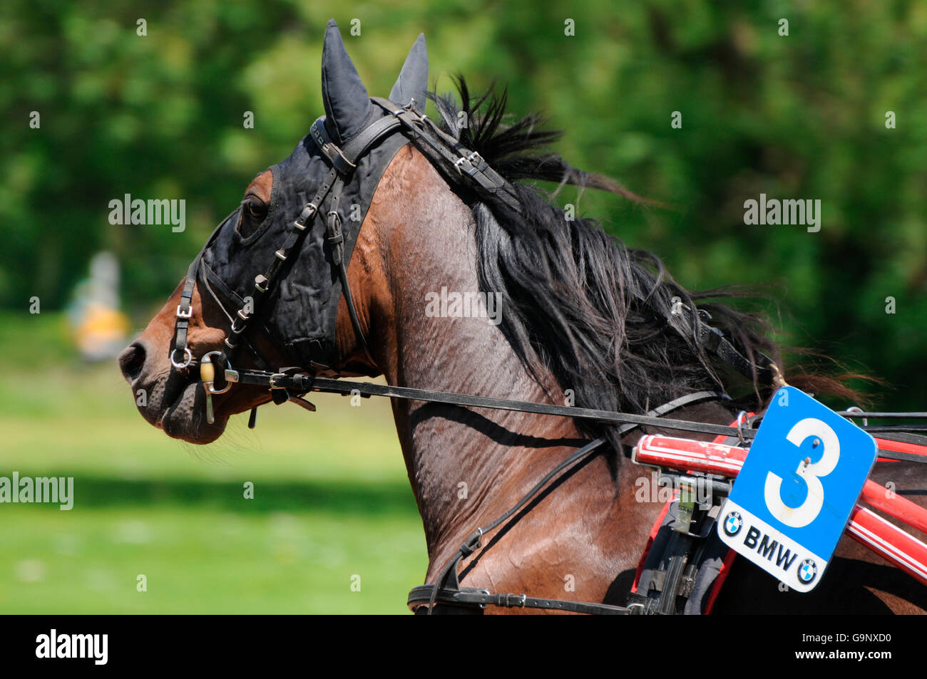 Standardbred hi-res stock photography and images - Alamy