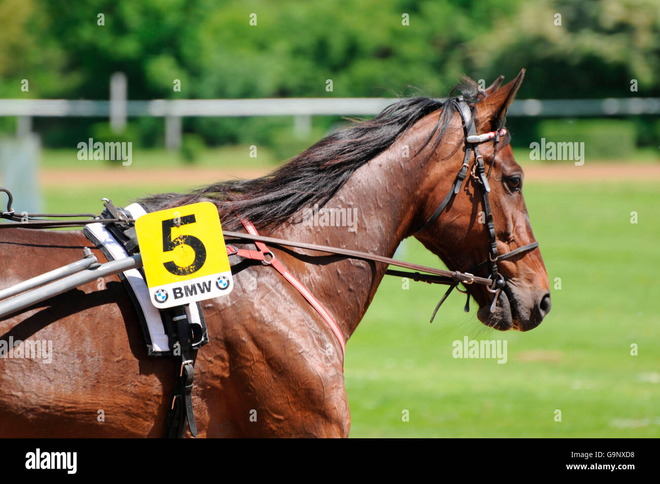 Harness racing / Standardbred, Trotter, harness, side Stock Photo - Alamy