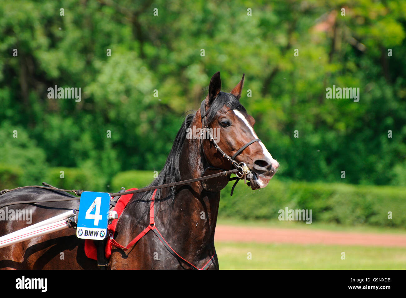 Harness racing / Standardbred, Trotter, harness Stock Photo - Alamy